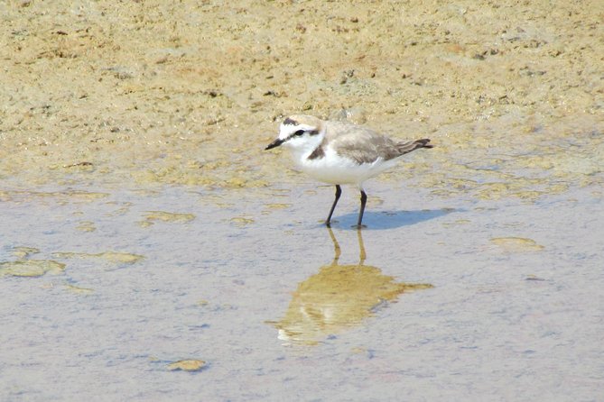 Birdwatching day in the Ria Formosa Natural Park - Key Points