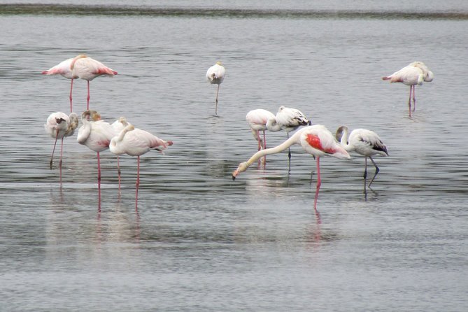 Birdwatching day in the Ria Formosa Natural Park - The Experience in Detail