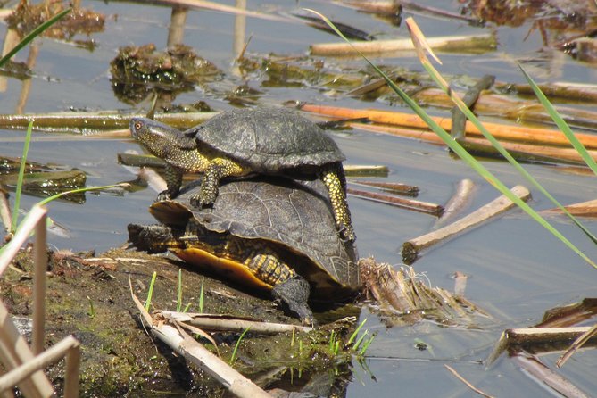 Birdwatching day in the Ria Formosa Natural Park - The Sum Up
