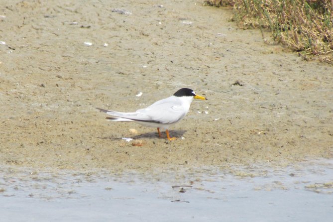 Birdwatching day in the Ria Formosa Natural Park - FAQs