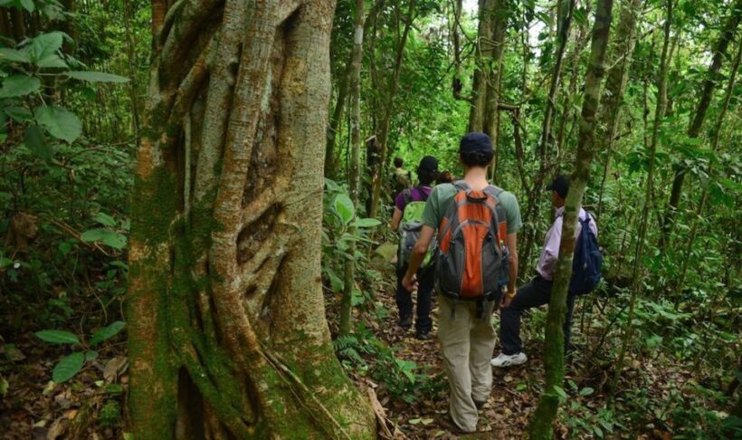 Birdwatching Day Tour at Chicaque Natural Park - The Experience: A Detailed Breakdown of the Tour