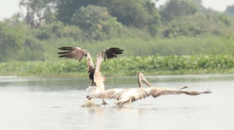 Birdwatching & Discovery Tour in Pearaing Biodiversity - Exploring Cambodia’s Biodiversity: What the Tour Offers