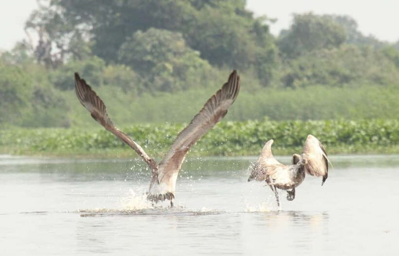 Birdwatching & Discovery Tour in Pearaing Biodiversity - The Sum Up: Is This Tour Right for You?