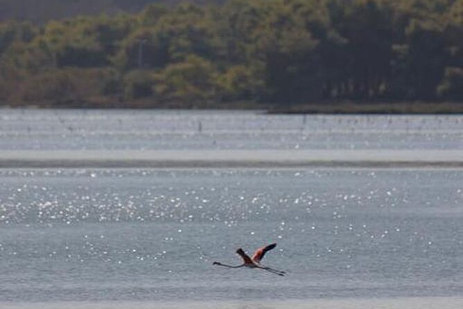 Birdwatching Experience in Narte Lagoon & Akerni Dunes - Pricing and Value