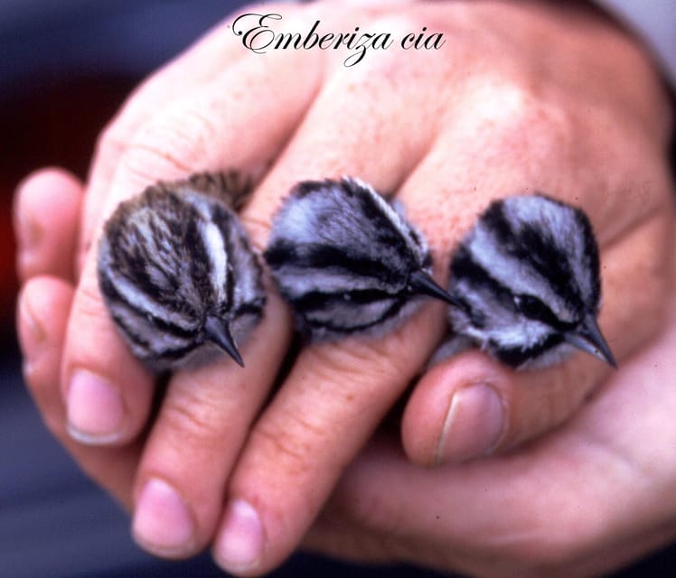 BIRDWATCHING IN AOSTAS VALLEY - Key Points