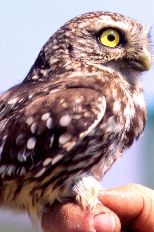 BIRDWATCHING IN AOSTAS VALLEY - Who Should Consider This Tour?