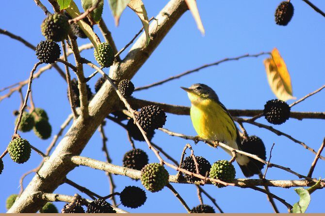 Birdwatching in Coba from Tulum - Shared Group Tour - Frequently Asked Questions