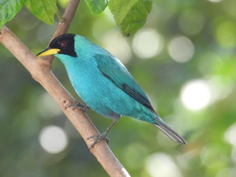 Birdwatching in Guatapé with Around 400 Bird Species - Who Should Consider This Tour?