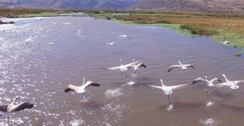 Birdwatching in Huacarpay Lake - The Value of the Tour