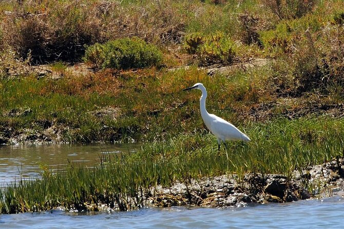 Birdwatching in Ria Formosa - Eco Boat Tour From Faro - Wildlife and Bird Species to Spot