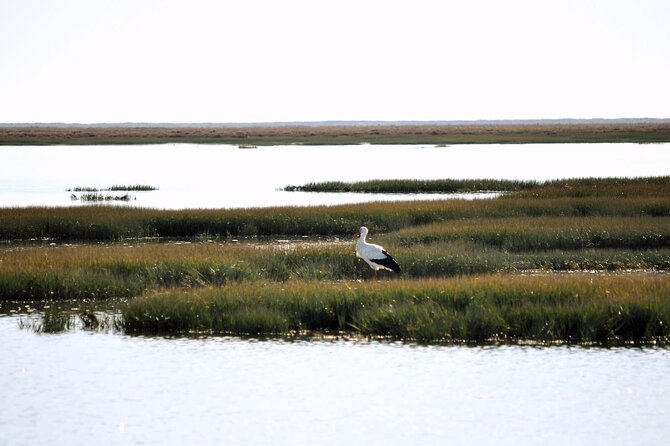 Birdwatching in Ria Formosa - Eco Boat Tour From Faro - Seasonal Birdwatching Tips