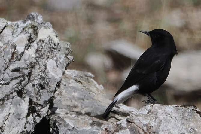 Birdwatching in Ronda and Grazalema - An In-Depth Look at the Birdwatching Tour in Ronda and Grazalema