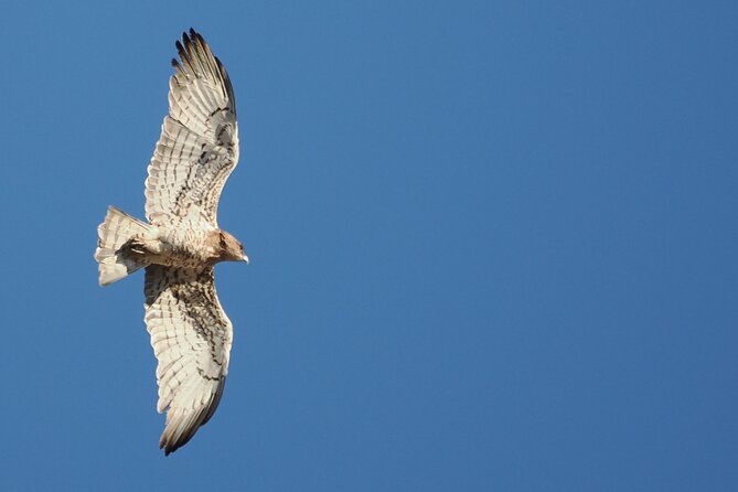 Birdwatching in Ronda and Grazalema - FAQ