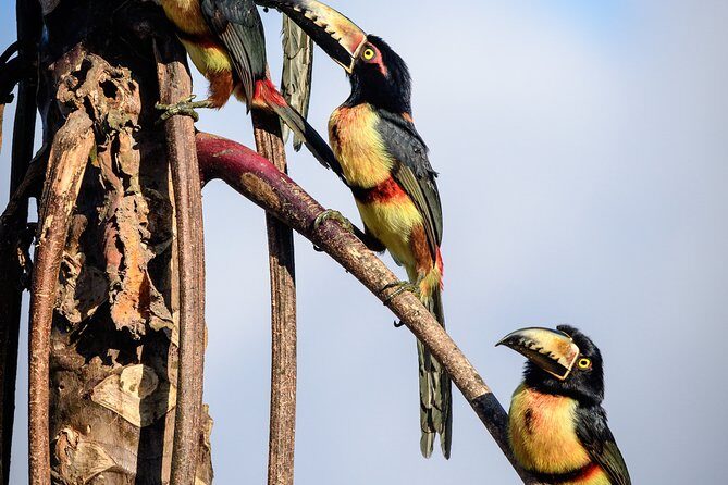 Birdwatching in Sian Ka´an Muyil from Tulum - Shared Group Tour - An In-Depth Look at the Tour Experience