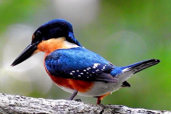 Birdwatching in Sian Ka´an Muyil from Tulum - Shared Group Tour - Who Should Consider This Tour?