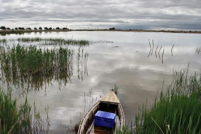 Birdwatching in the Ebro Delta - FAQs