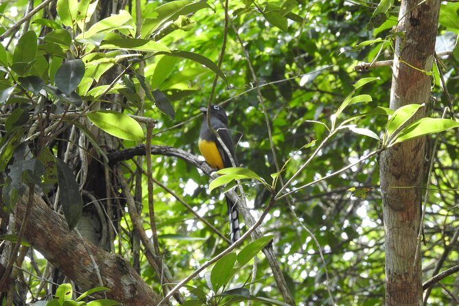 Birdwatching Playa del Carmen - Authenticity and Value