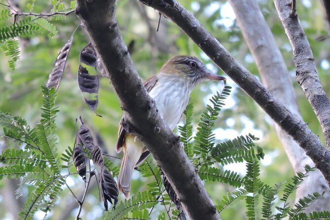 Birdwatching Playa del Carmen - Review Highlights and Real Experiences