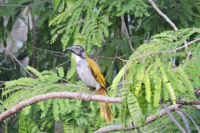 Birdwatching Playa del Carmen - Additional Considerations