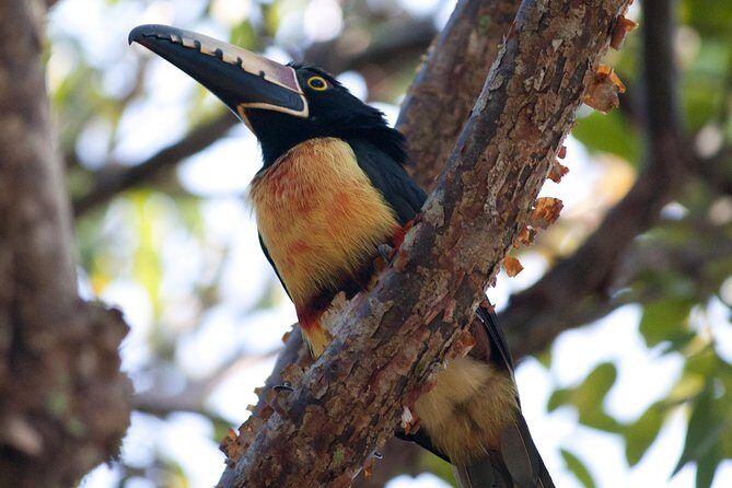 Birdwatching Sian Ka'an Biosphere Reserve - FAQs