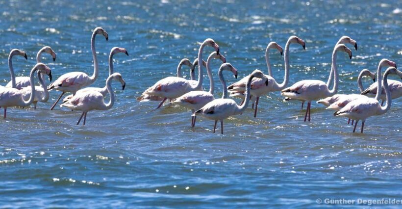Birdwatching Solar Boat Tour Aveiro Lagon - Key Points