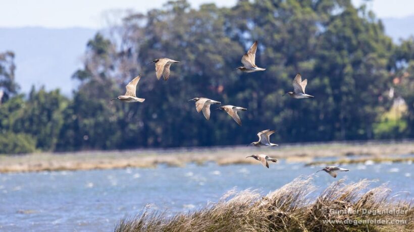 Birdwatching Solar Boat Tour Aveiro Lagon - An Eco-Friendly Journey into Aveiro’s Birdlife