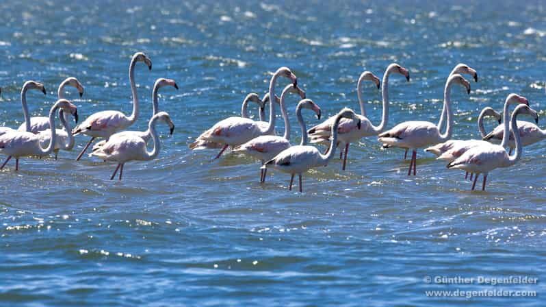 Birdwatching Solar Boat Tour Aveiro Lagon - What’s Included and Practical Details