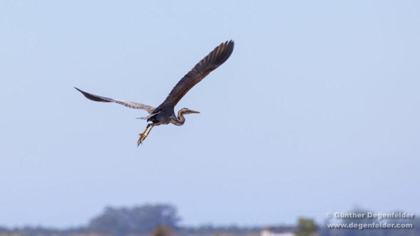 Birdwatching Solar Boat Tour Aveiro Lagon - Why This Tour Offers Great Value