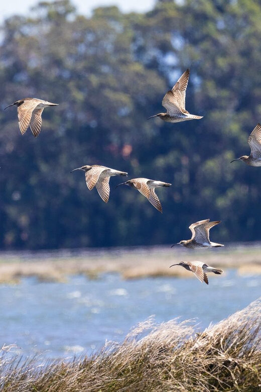 Birdwatching Solar Boat Tour Aveiro Lagon - Who Would Love This Tour?