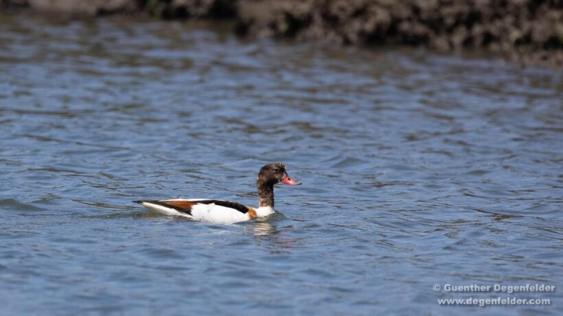 Birdwatching Solar Boat Tour Aveiro Lagon - FAQ