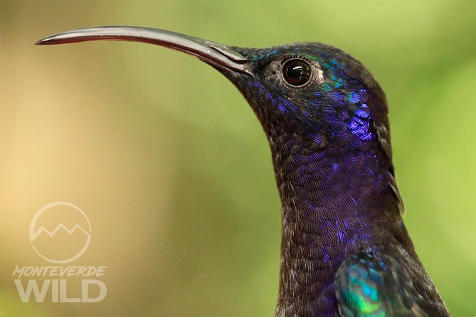 Birdwatching Tour at the Cloud Forest -Monteverde Wild- - Guided by a Naturalist for Optimal Bird-Watching