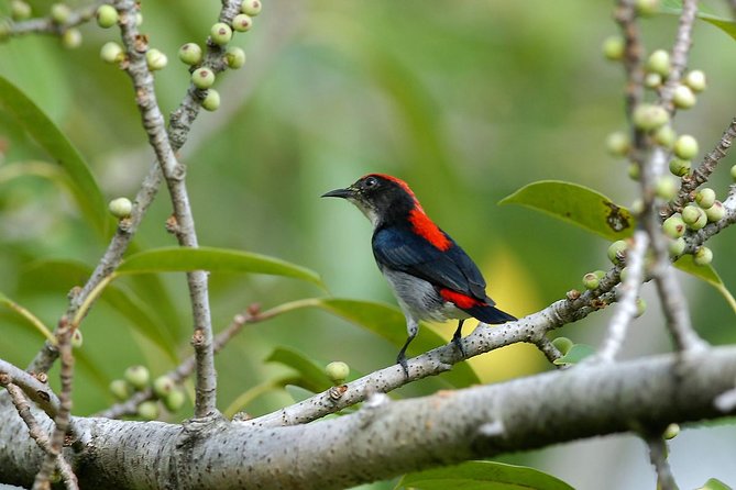 Birdwatching Tour in Langkawi - Key Points