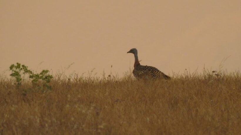 Birdwatching tour in Mértola and Castro Verde region - Key Points