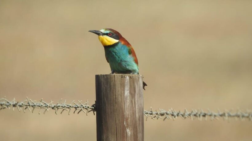Birdwatching tour in Mértola and Castro Verde region - An In-Depth Look at the Birdwatching Experience