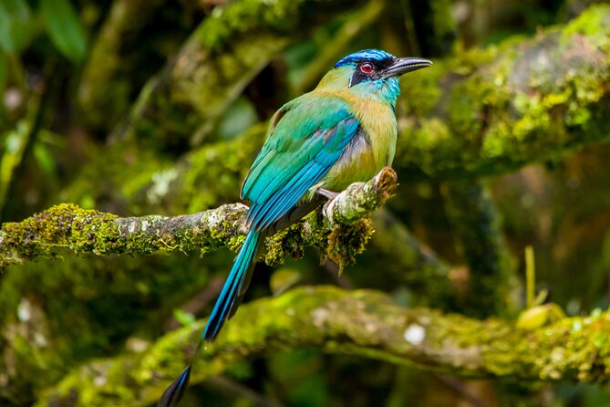 Birdwatching Tour: Unlock the Wonder, Whether Beginner or Advanced - Immerse Yourself in Costa Ricas Birdwatching Paradise