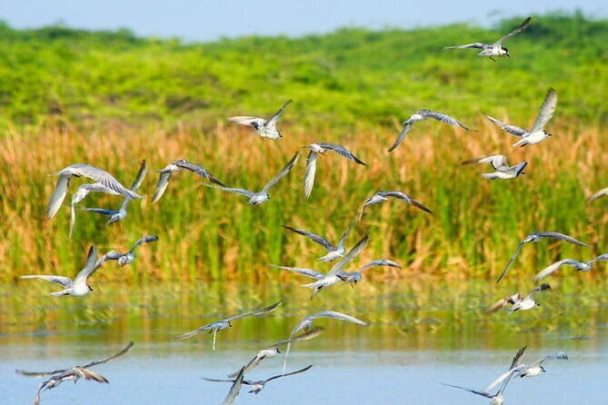 Birdwatching Trek in Anawilundawa Sanctuary from Kalpitiya - The Value Proposition: Is It Worth It?
