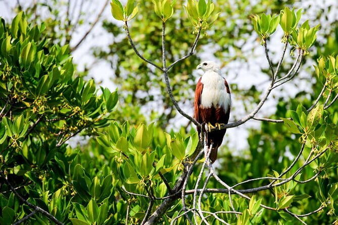 Birdwatching Trek in Anawilundawa Sanctuary from Kalpitiya - Who Will Love This Experience?