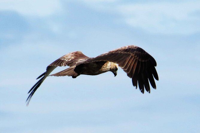 Birdwatching Walk in Thalangama Wetland from Colombo - An In-Depth Look at the Thalangama Wetland Birdwatching Experience