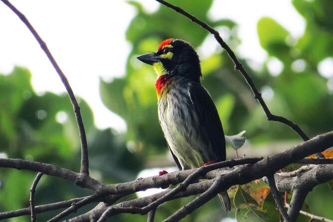 Birdwatching Walk in Thalangama Wetland from Colombo - FAQ