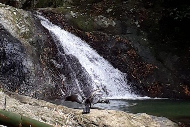 Birdwatching, Waterfall, Rainforest and Island Nature Tours - What You Can Expect from the Tour