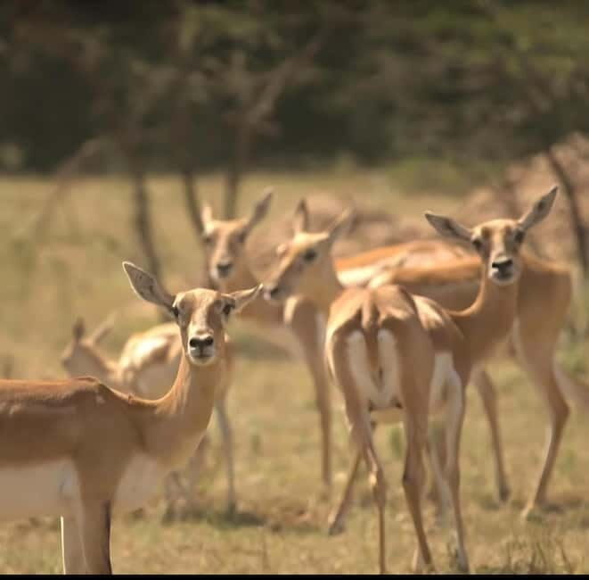 Bishnoi Village :Safari tour - Authenticity and Guide Expertise