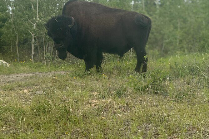 Bison Highway Wildlife Tour - Who Will Love This Tour?