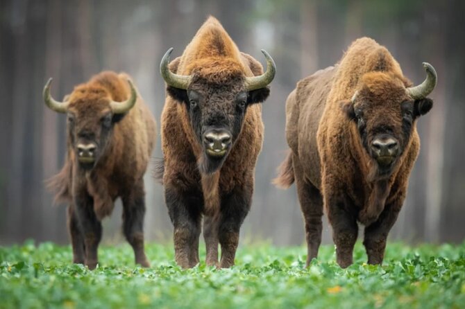 Bison Sanctuary, Vlad the Impaler Princely Court & Dracula Grave - Key Points