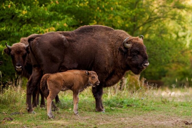 Bison Sanctuary, Vlad the Impaler Princely Court & Dracula Grave - The Legends of Dracula at Snagov Monastery