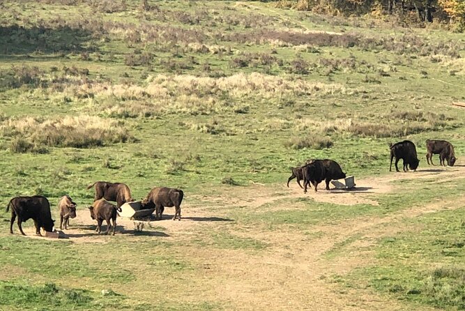 Bison Sanctuary, Vlad the Impaler Princely Court & Dracula Grave - Transportation & Practicalities