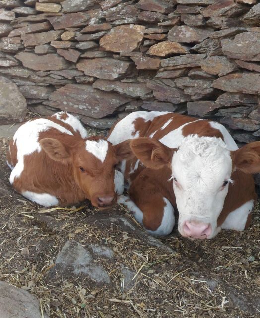 Bitti: Live a shepherd experience with typical lunch - Final Thoughts