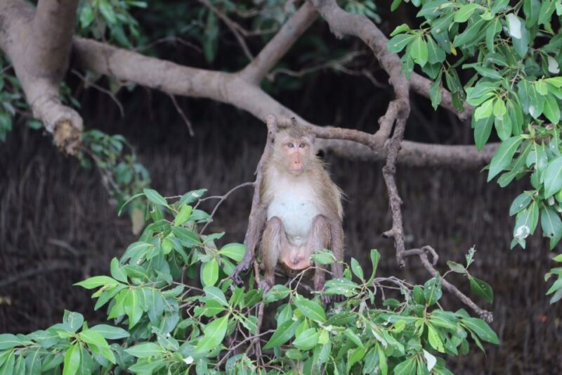 BKK :Meet monkey, mangrove forest, seafood& market -private - FAQs