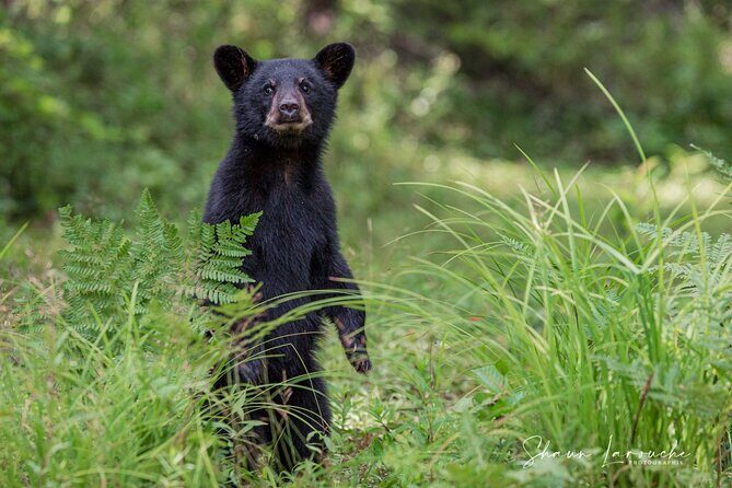 Black Bear viewing and walking at oudoor ctr's Canyon - A Detailed Look at the Experience