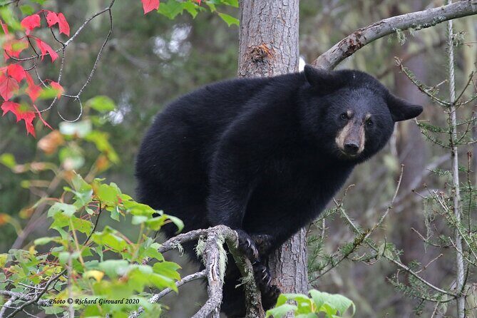 Black Bear viewing and walking at oudoor ctr's Canyon - Final Thoughts: Is It Worth It?