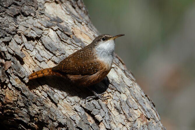 Black Canyon of the Gunnison NP Self-Guided Driving Audio Tour - Who Should Consider This Tour?